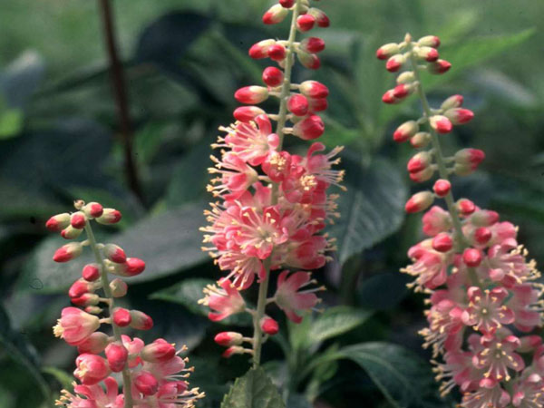 Ruby Spice Summersweet Container Breezy Hill Nursery Main